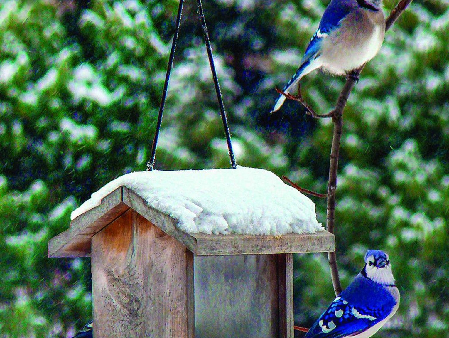 Exploring Nature: Bird Facts