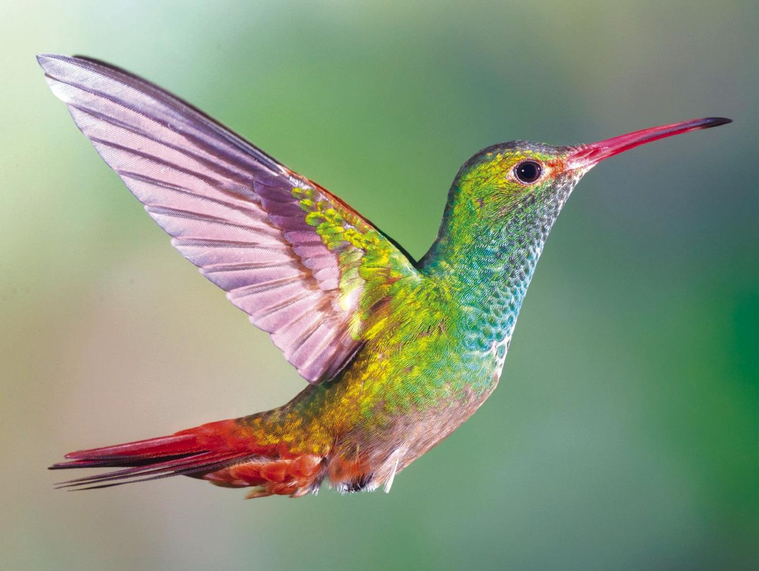 Exploring Nature: Bird Names