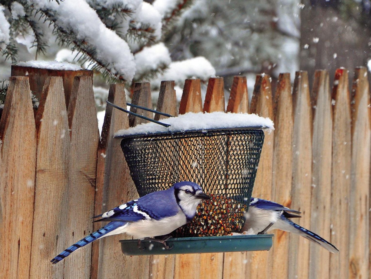 Exploring Nature: Birds in Winter