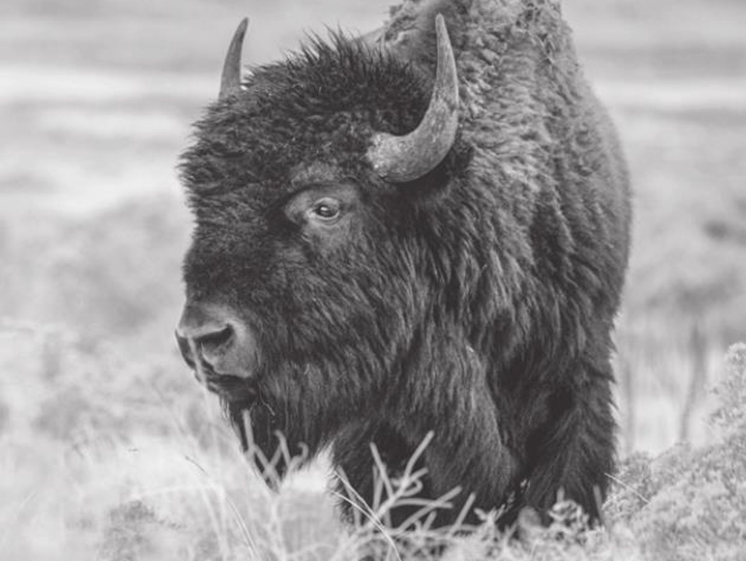 EXPLORING NATURE: BISON