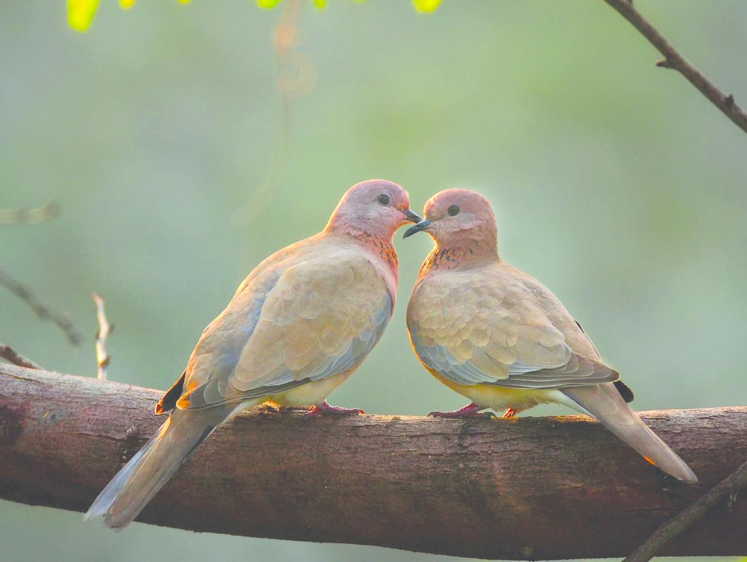 Exploring Nature: Border B irds