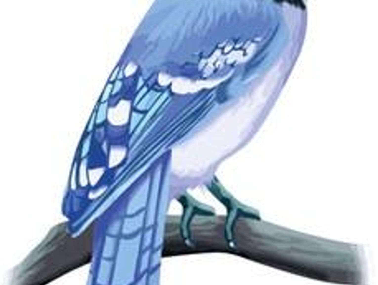 Exploring Nature: Smart Birds