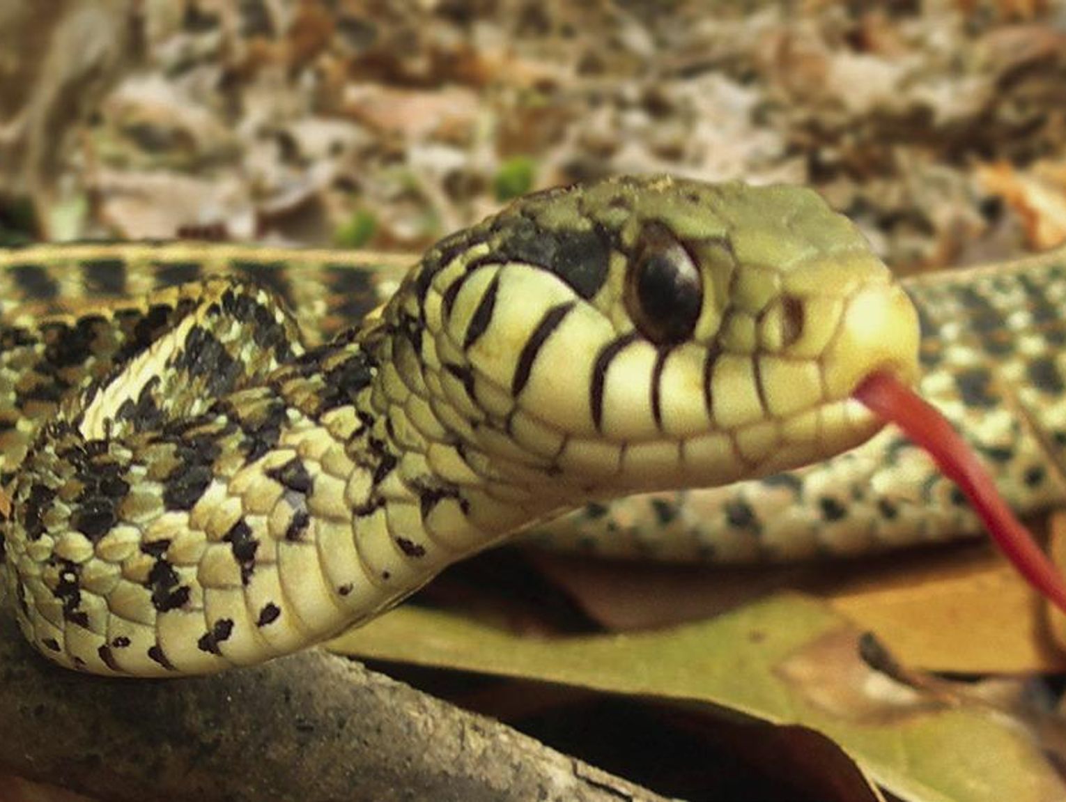 Exploring Nature: Snake’s Alive