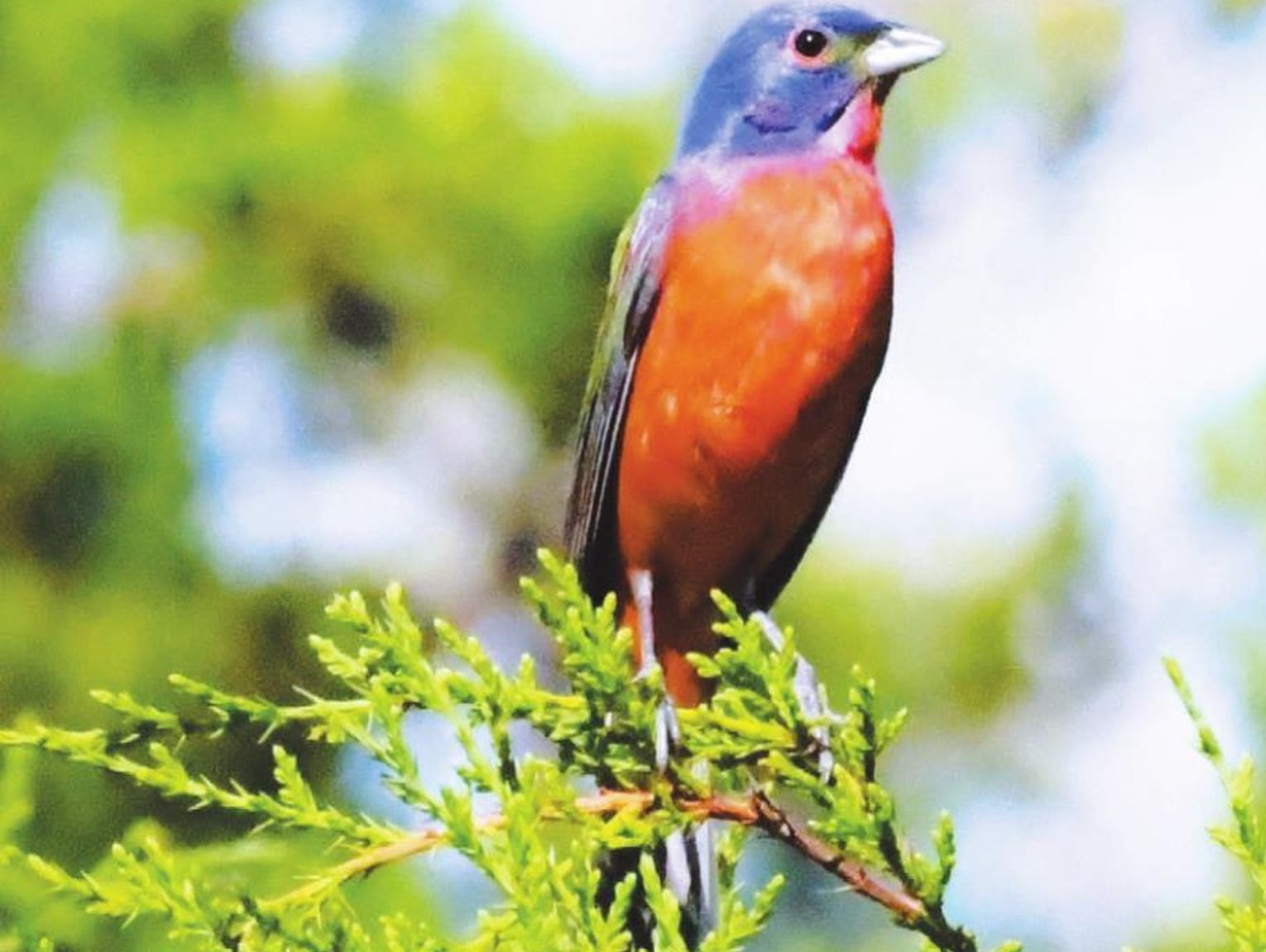 Feather-friendly designation makes Dripping Springs for the birds