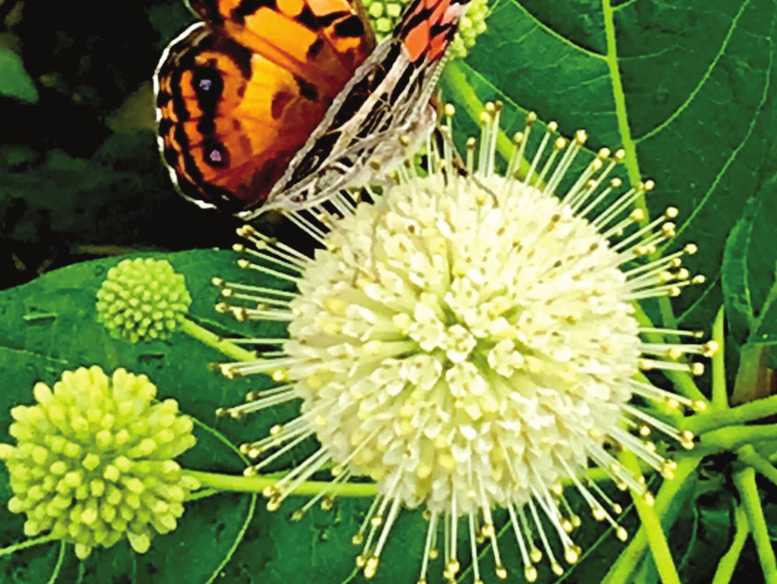 Sugar Shack answers your heart’s back-to-nature call for bees, birds ...